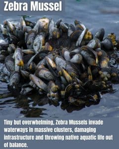 Watch Out, Georgia! These 25 Invasive Species Are Taking Over—And They ...