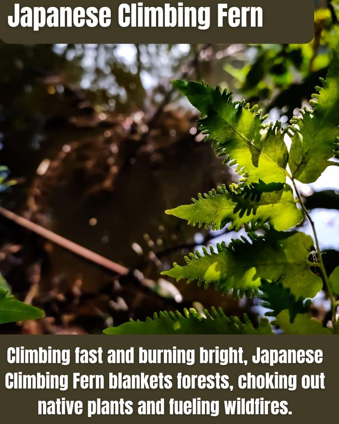 Watch Out, Georgia! These 25 Invasive Species Are Taking Over—And They ...