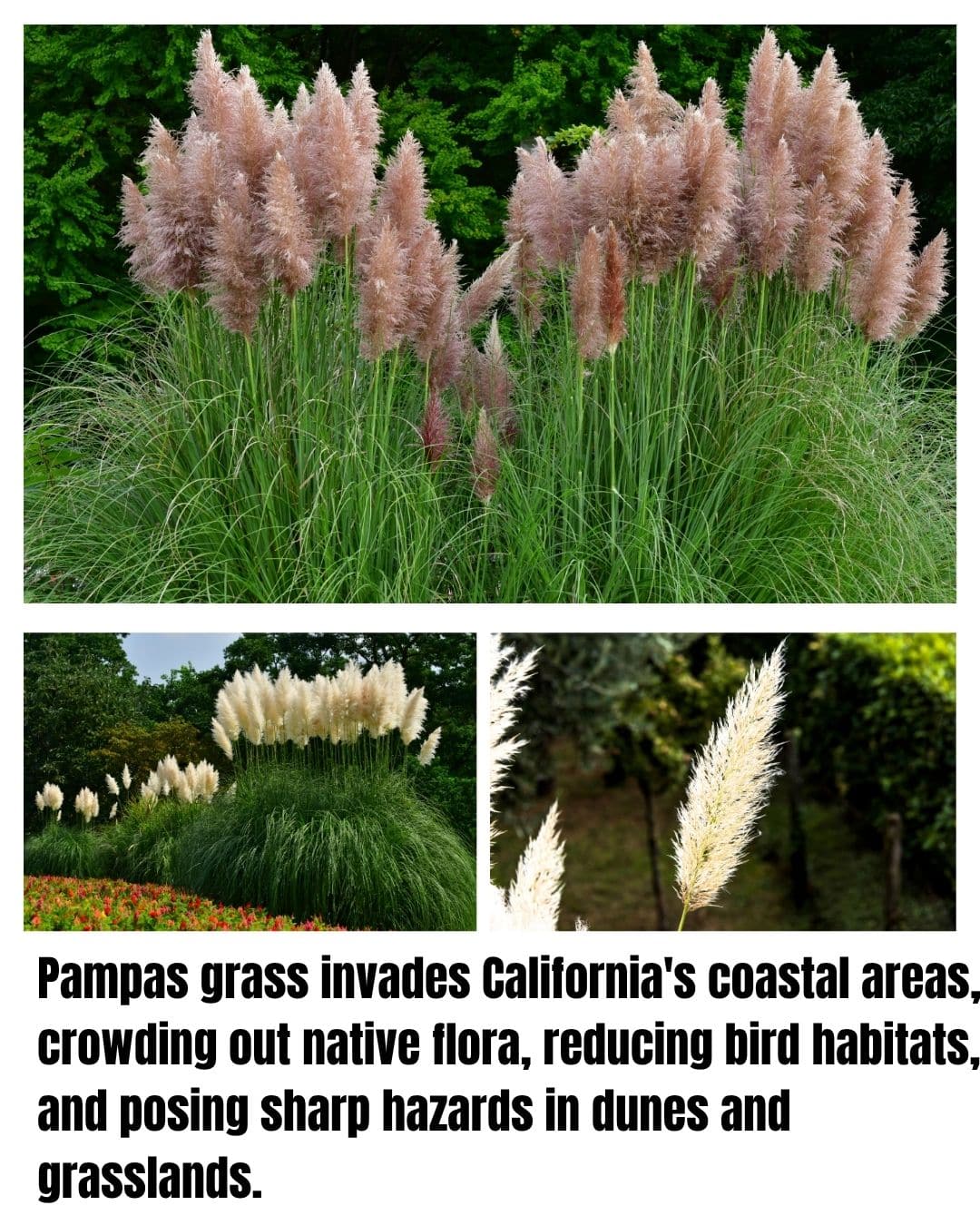 California’s Top 25 Invasive Species You Need to Know – GFL Outdoors