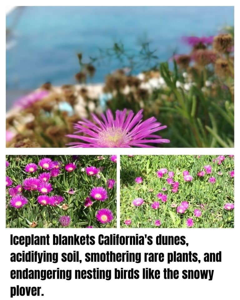 California’s Top 25 Invasive Species You Need to Know – GFL Outdoors
