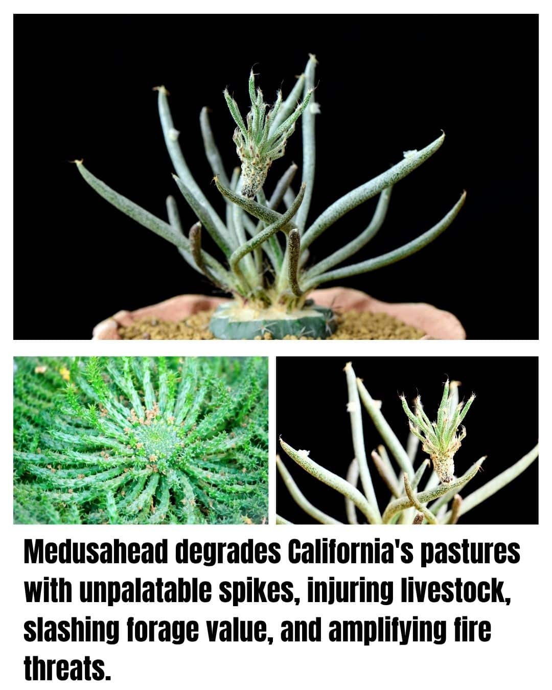 California’s Top 25 Invasive Species You Need to Know – GFL Outdoors