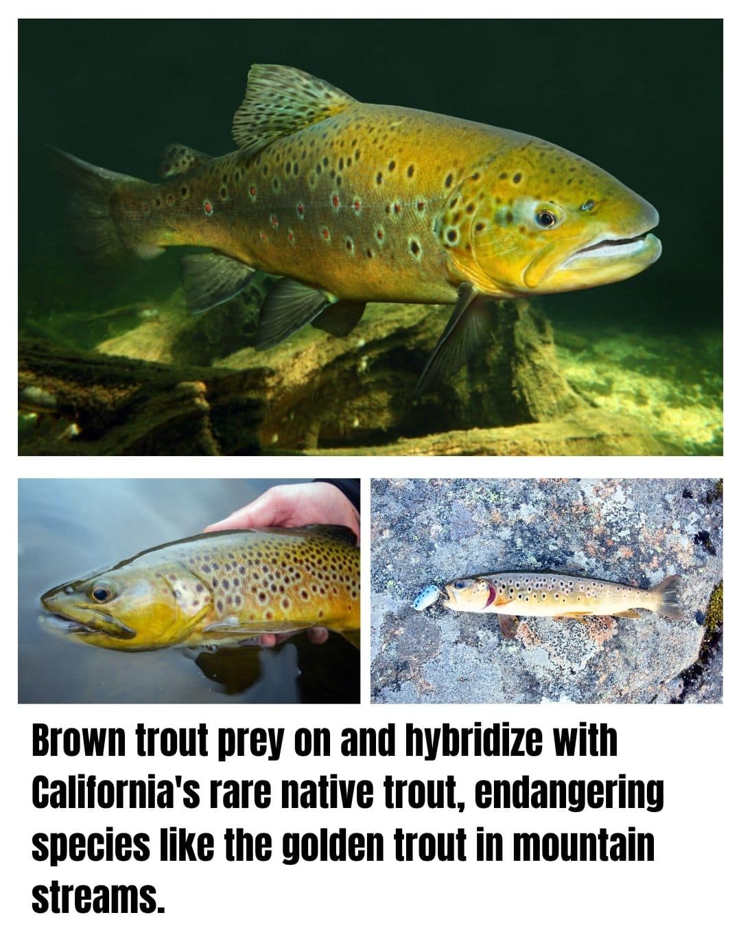 California's Top 25 Invasive Species You Need to Know - GFL Outdoors