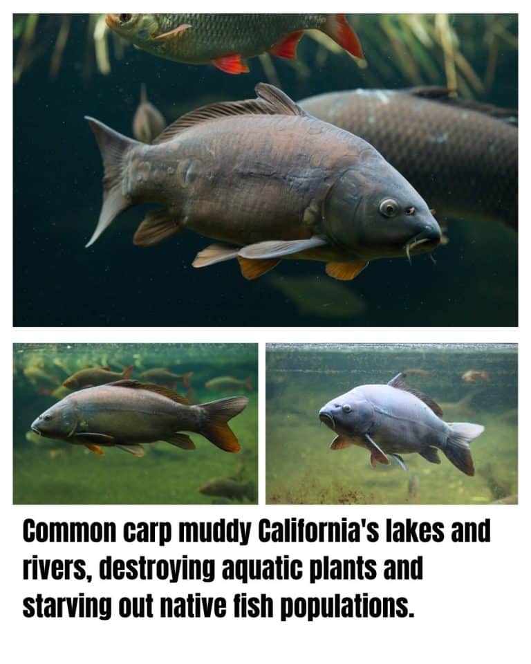 California's Top 25 Invasive Species You Need to Know - GFL Outdoors