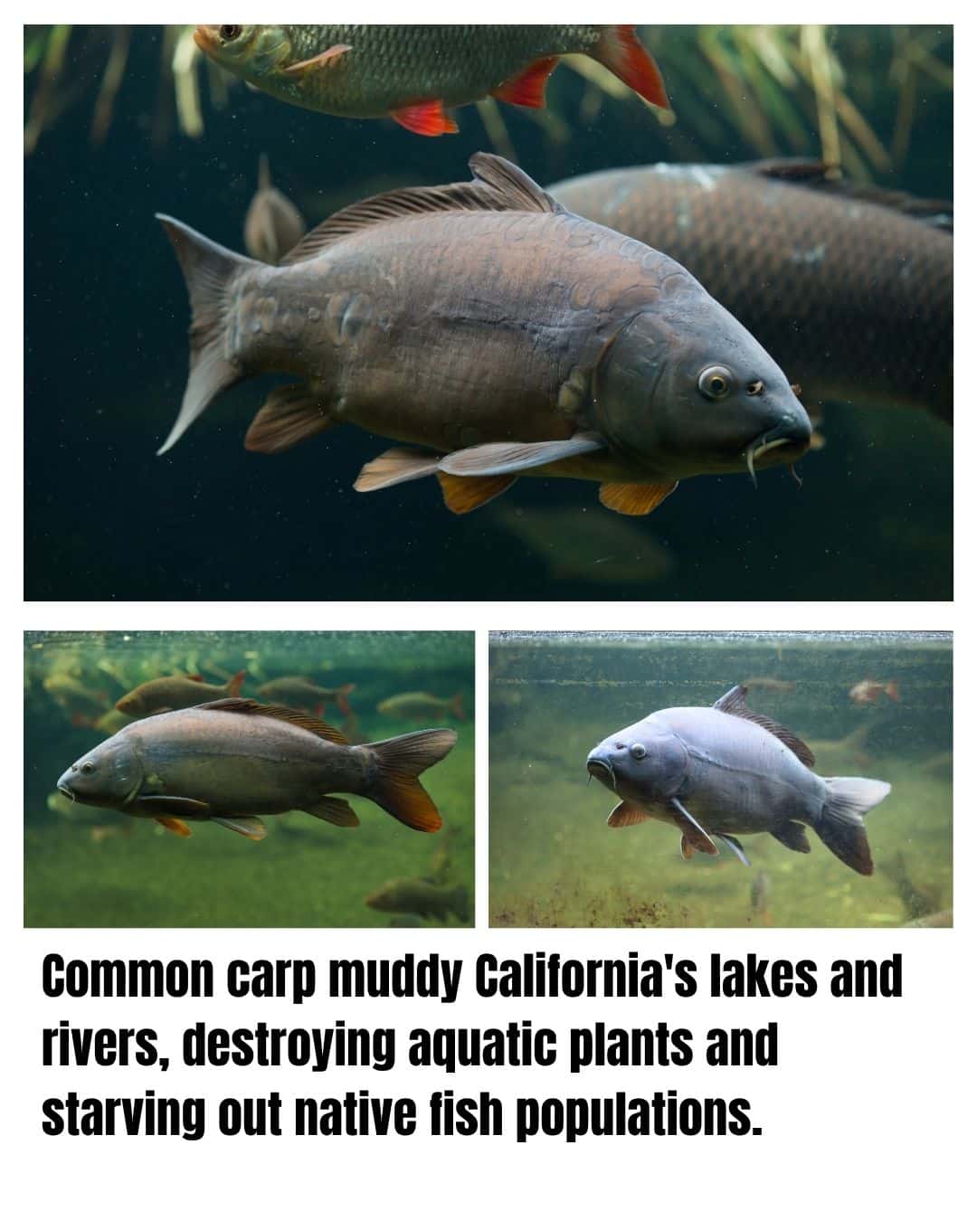 California’s Top 25 Invasive Species You Need to Know – GFL Outdoors