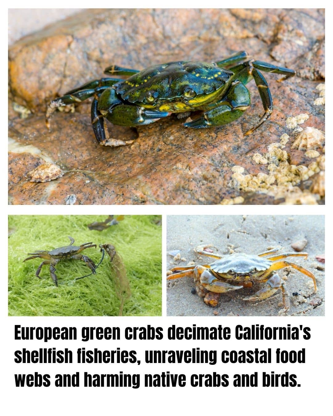 California's Top 25 Invasive Species You Need to Know - GFL Outdoors