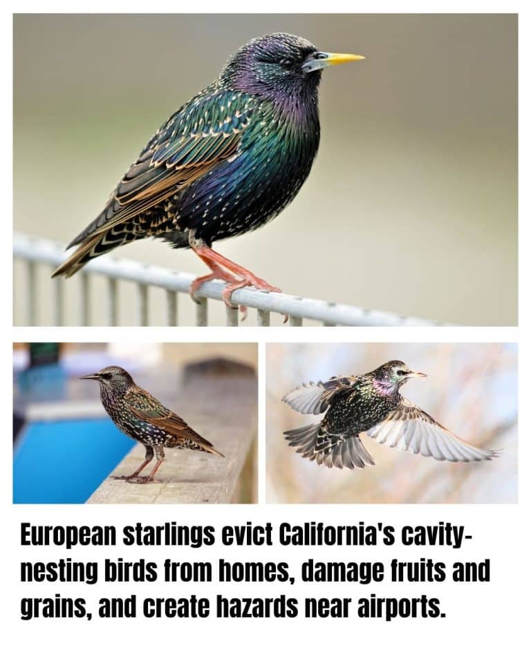 California's Top 25 Invasive Species You Need to Know - GFL Outdoors