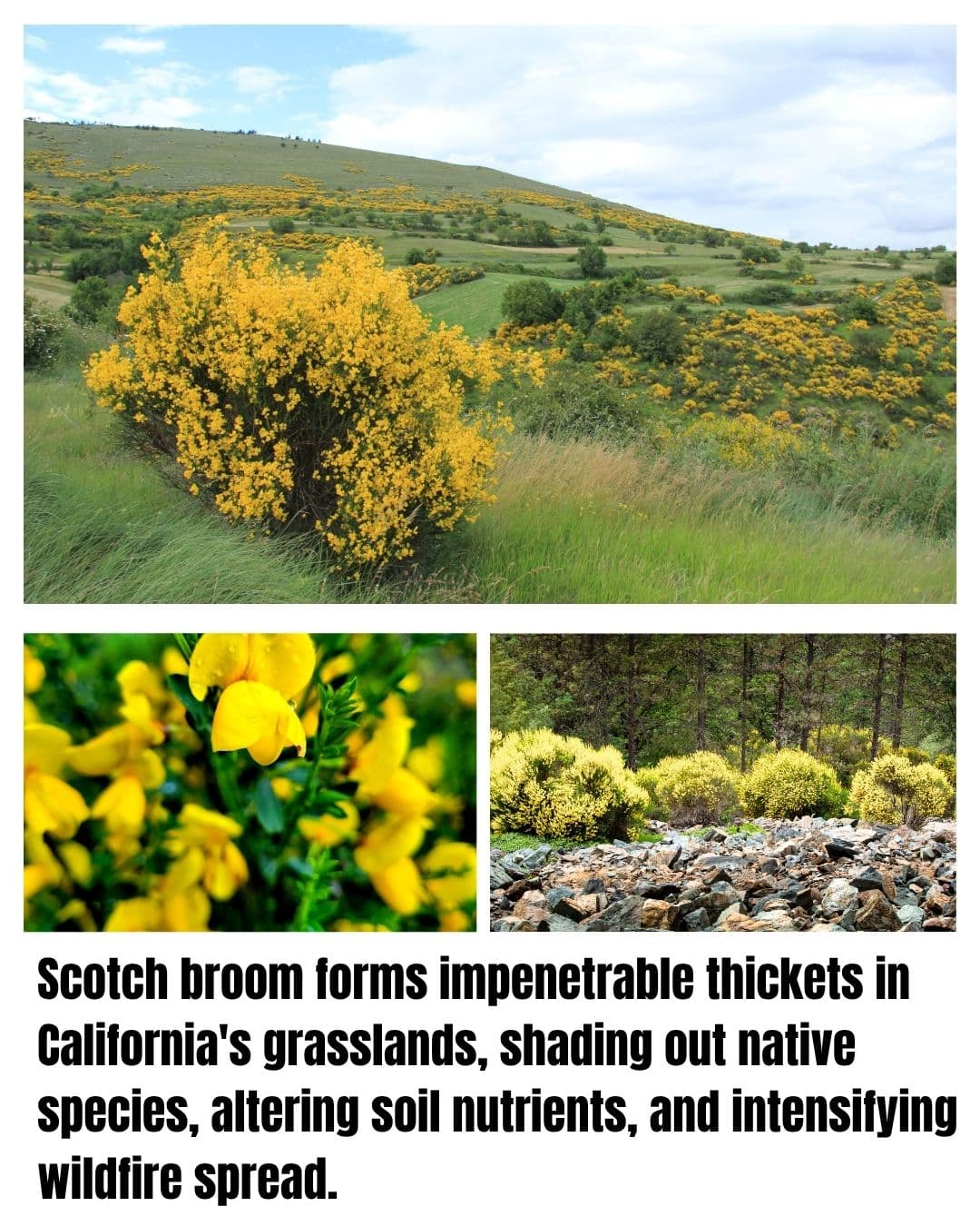 California’s Top 25 Invasive Species You Need to Know – GFL Outdoors