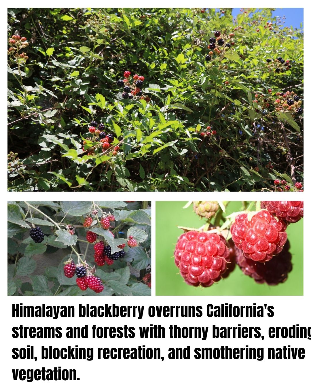 California’s Top 25 Invasive Species You Need to Know – GFL Outdoors