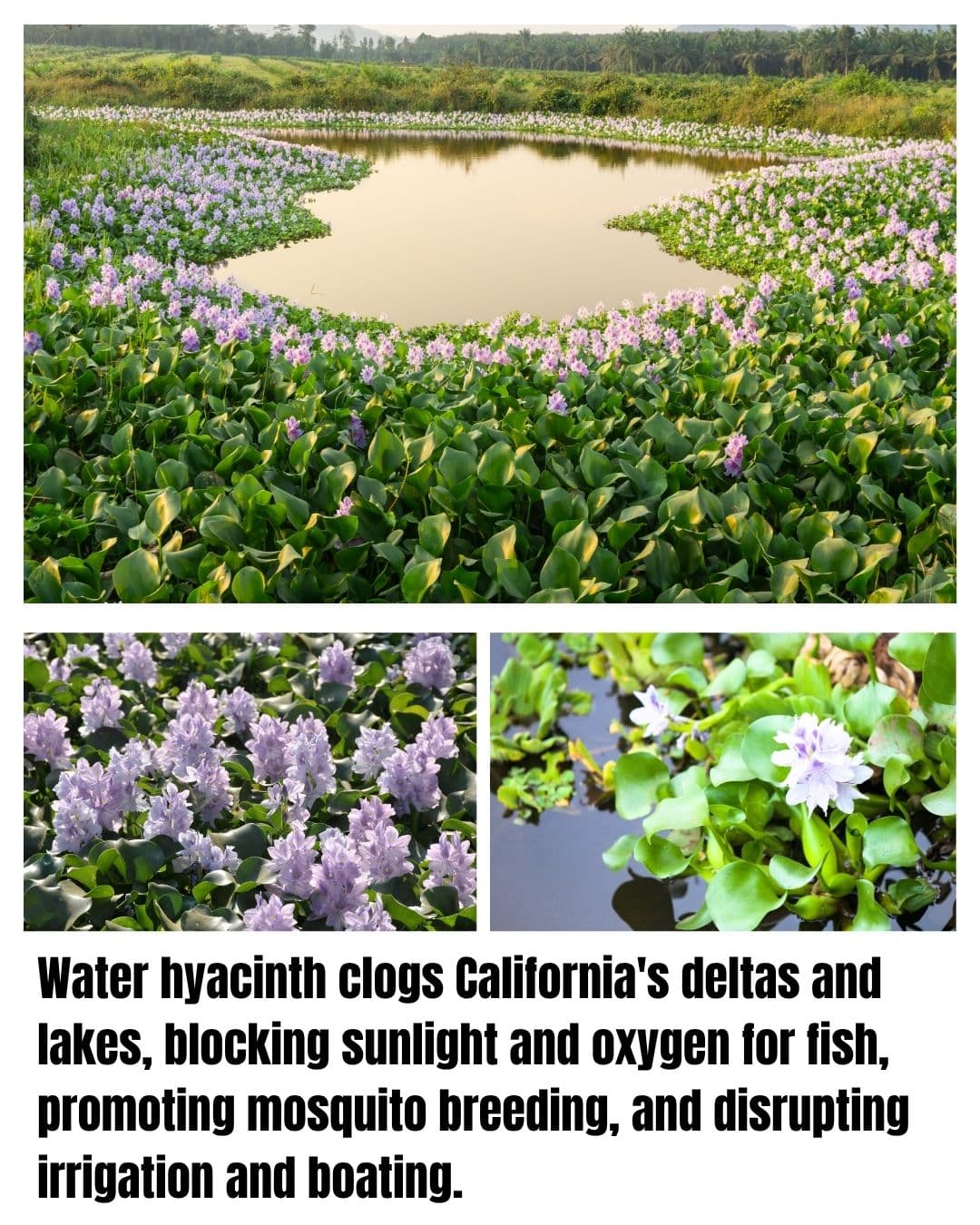 California’s Top 25 Invasive Species You Need to Know – GFL Outdoors