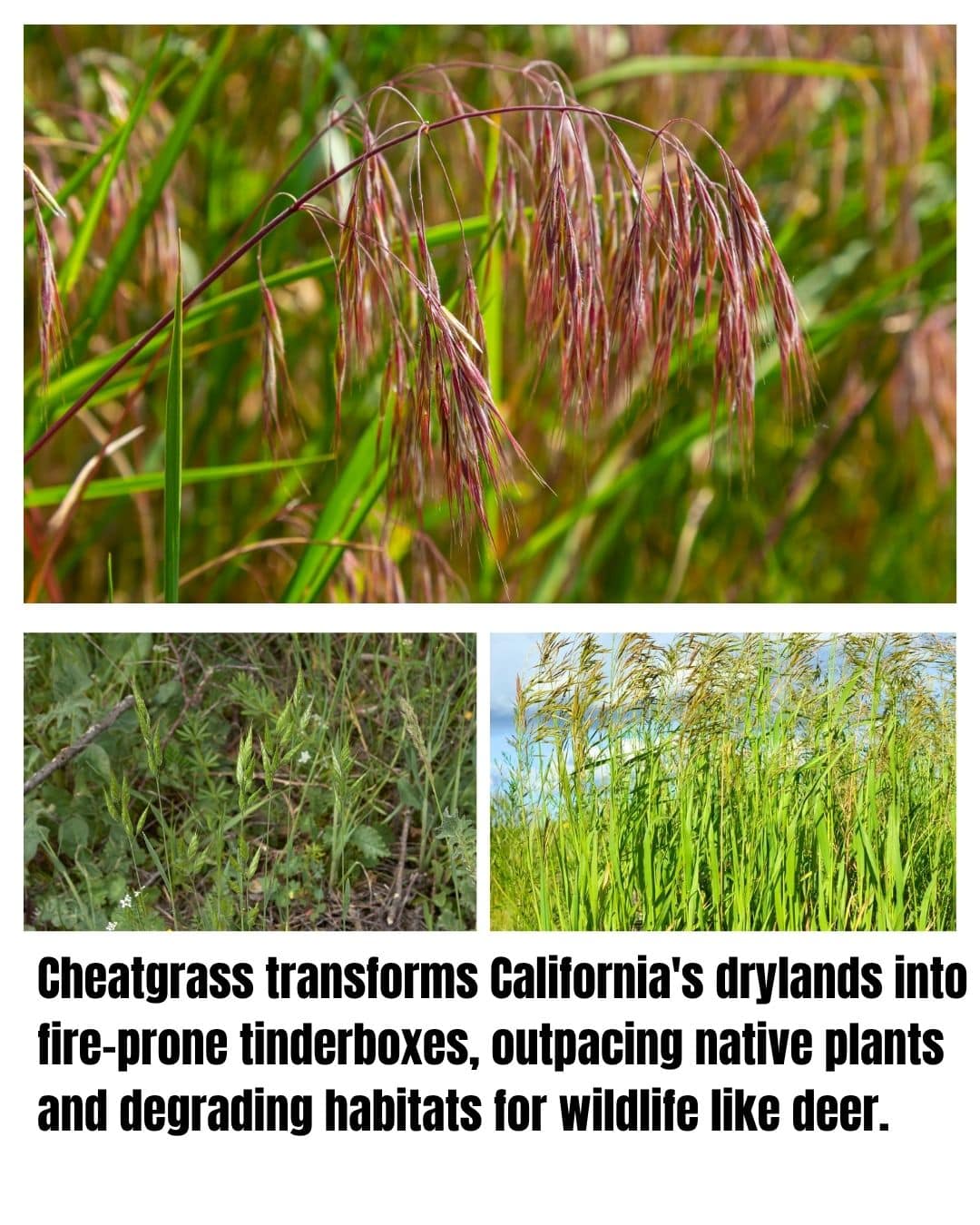 California’s Top 25 Invasive Species You Need to Know – GFL Outdoors