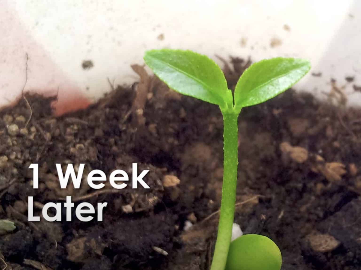 Lemon Magic: The Easiest Way to Grow Lemons From Lemon Seeds (Even If ...