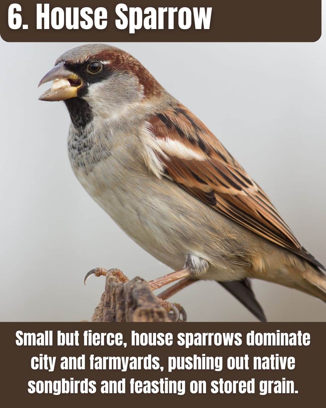 Nature’s Most Wanted: Tennessee’s Top 25 Most Invasive Species – GFL ...
