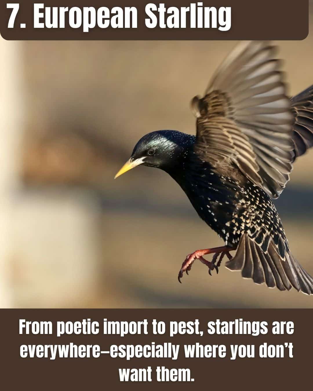 Nature's Most Wanted: Tennessee's Top 25 Most Invasive Species - GFL ...