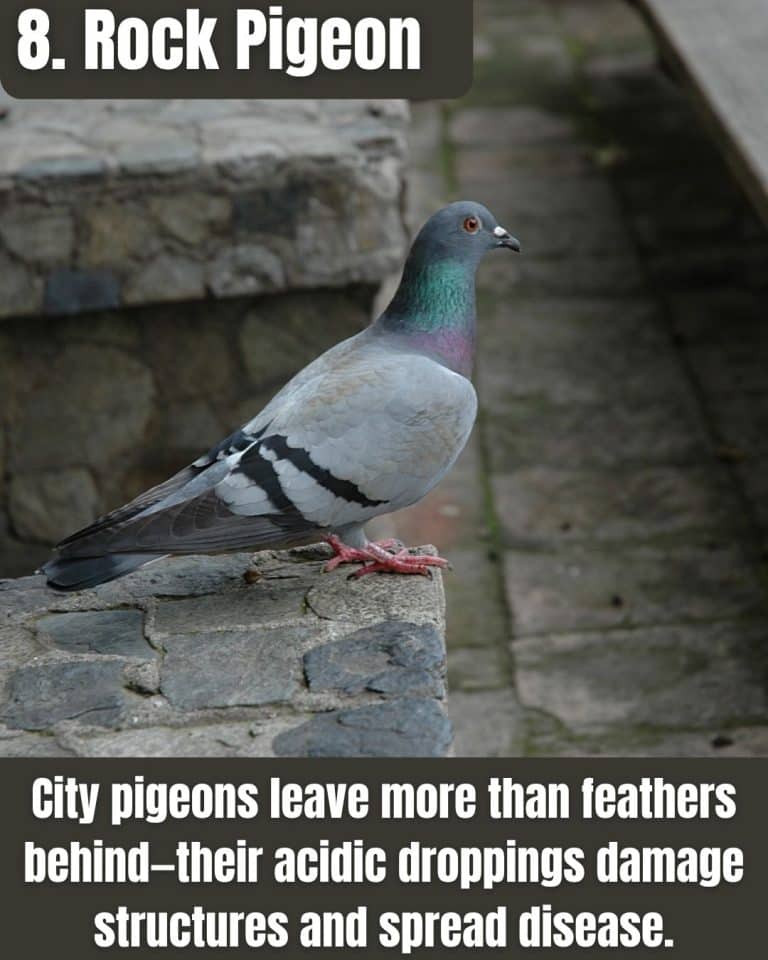 Nature's Most Wanted: Tennessee's Top 25 Most Invasive Species - GFL ...