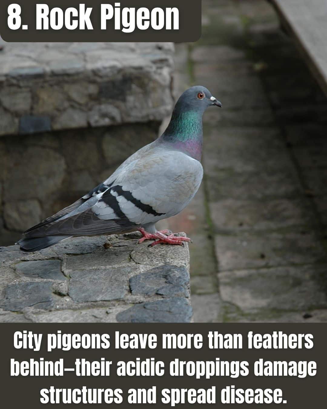 Nature's Most Wanted: Tennessee's Top 25 Most Invasive Species - GFL ...