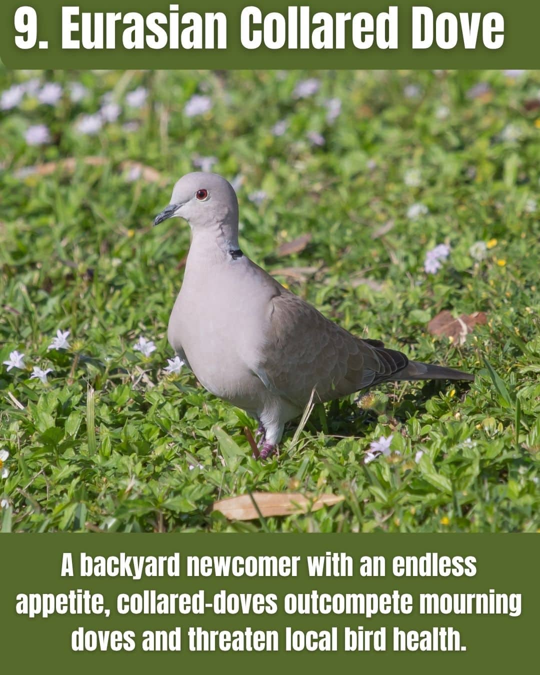 Nature's Most Wanted: Tennessee's Top 25 Most Invasive Species - GFL ...