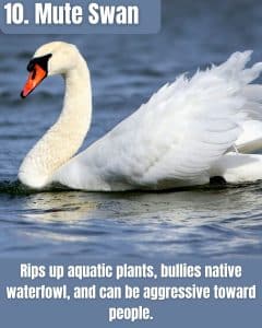 Nature's Most Wanted: Tennessee's Top 25 Most Invasive Species - GFL ...