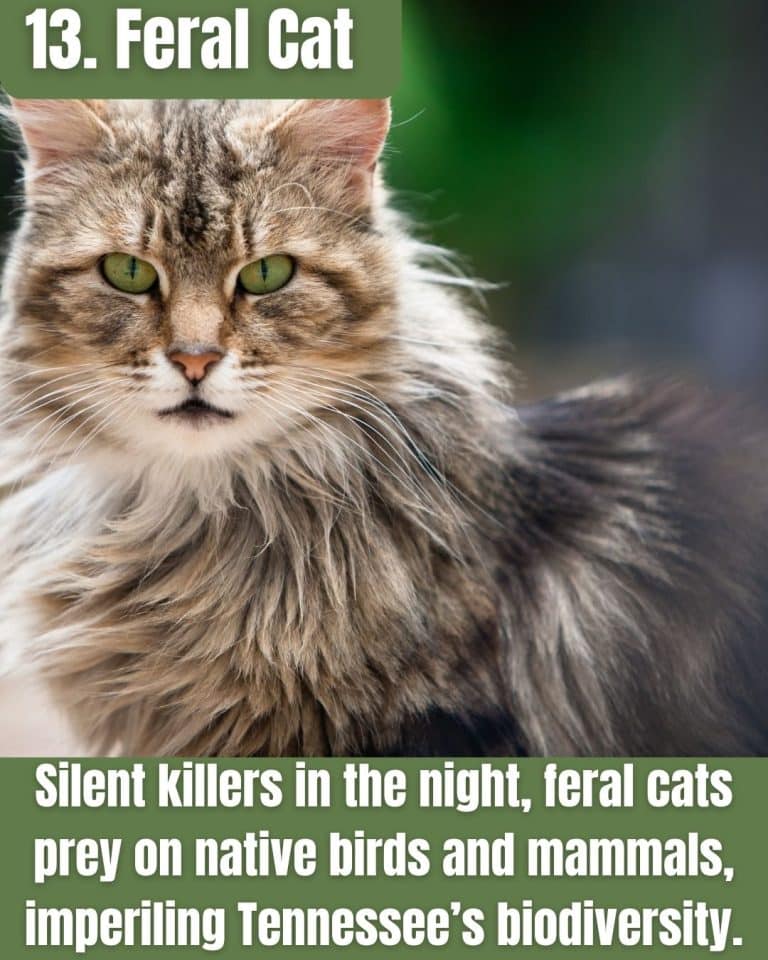 Nature's Most Wanted: Tennessee's Top 25 Most Invasive Species - GFL ...