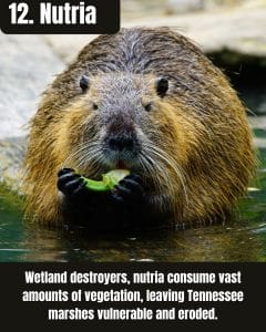 Nature's Most Wanted: Tennessee's Top 25 Most Invasive Species - GFL ...