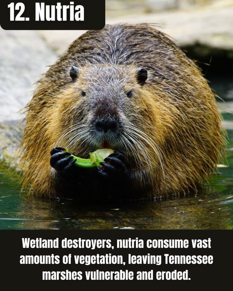 Nature's Most Wanted: Tennessee's Top 25 Most Invasive Species - GFL ...