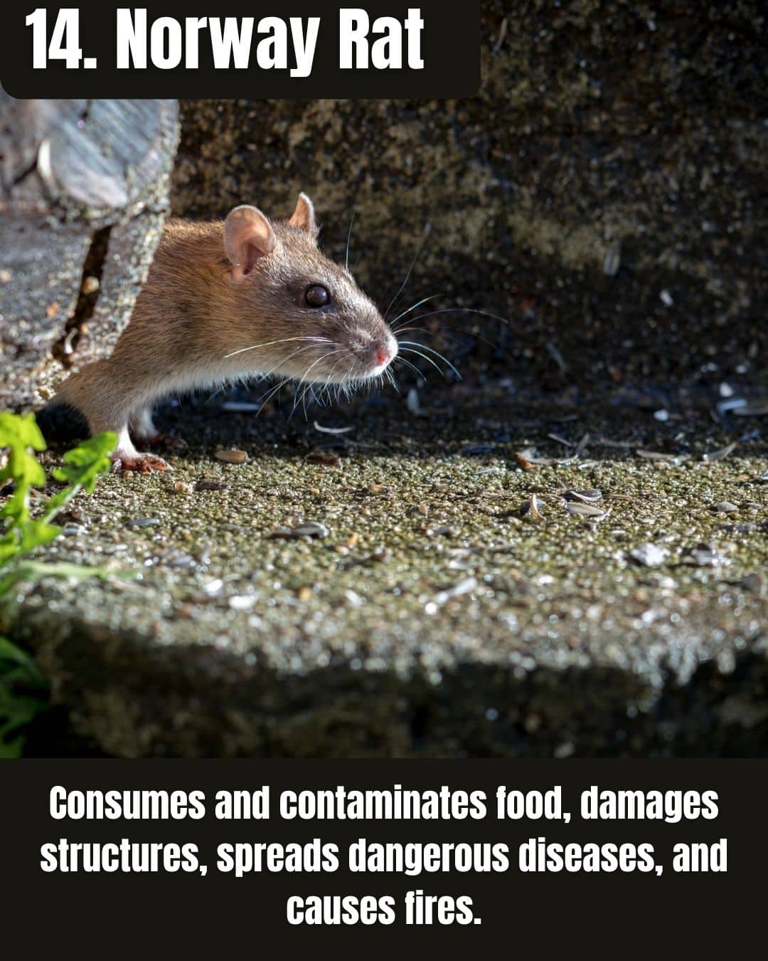 Nature's Most Wanted: Tennessee's Top 25 Most Invasive Species - GFL ...