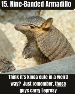 Nature's Most Wanted: Tennessee's Top 25 Most Invasive Species - GFL ...