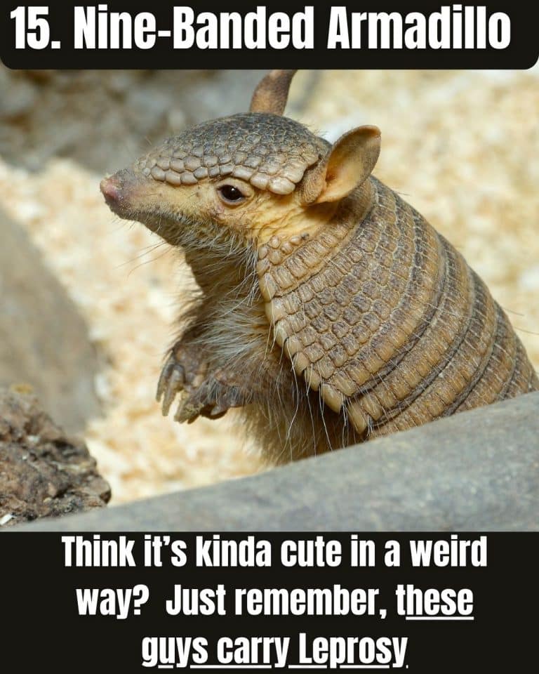 Nature's Most Wanted: Tennessee's Top 25 Most Invasive Species - GFL ...