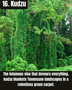 Nature's Most Wanted: Tennessee's Top 25 Most Invasive Species - GFL ...