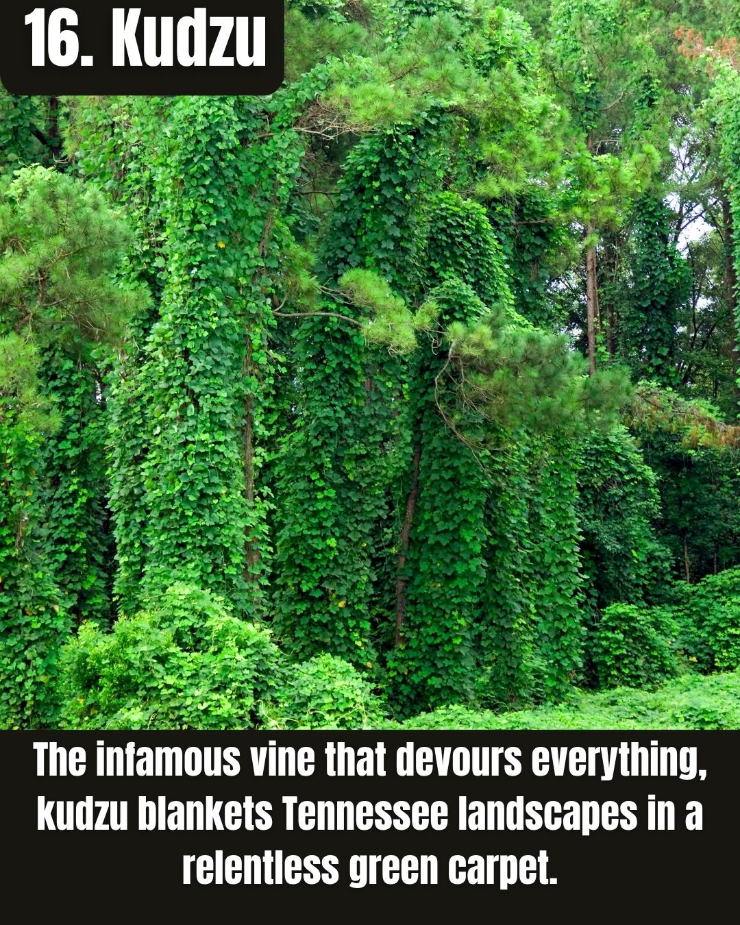 Nature's Most Wanted: Tennessee's Top 25 Most Invasive Species - GFL ...