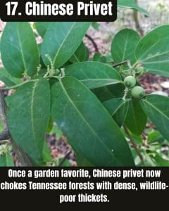 Nature's Most Wanted: Tennessee's Top 25 Most Invasive Species - GFL ...