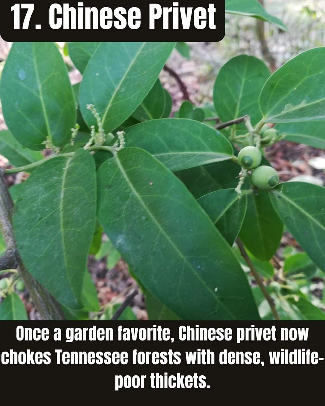 Nature's Most Wanted: Tennessee's Top 25 Most Invasive Species - GFL ...