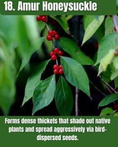 Nature's Most Wanted: Tennessee's Top 25 Most Invasive Species - GFL ...