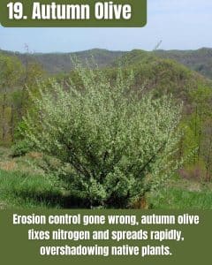 Nature's Most Wanted: Tennessee's Top 25 Most Invasive Species - GFL ...