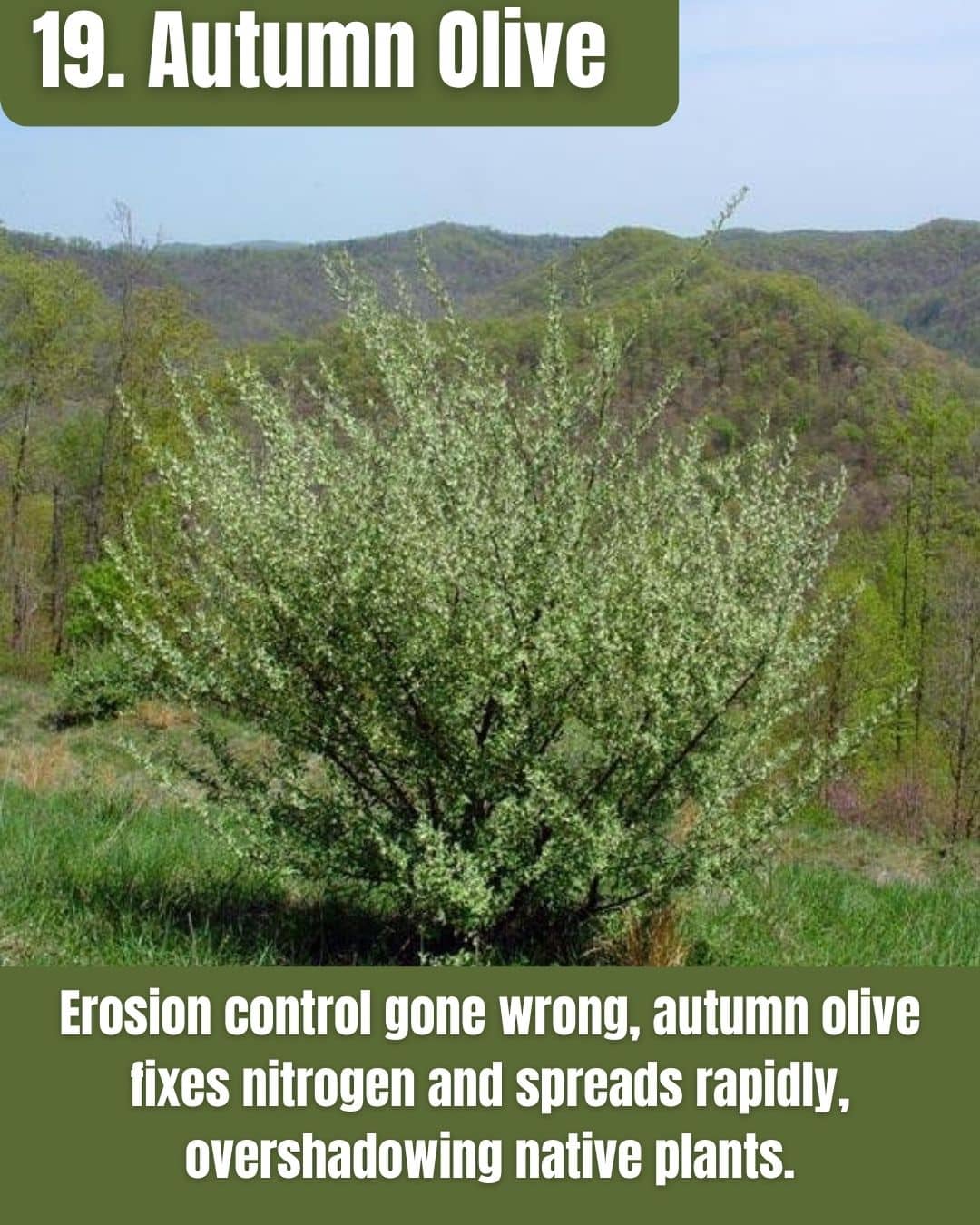 Nature's Most Wanted: Tennessee's Top 25 Most Invasive Species - GFL ...