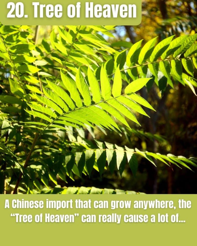 Nature's Most Wanted: Tennessee's Top 25 Most Invasive Species - GFL ...