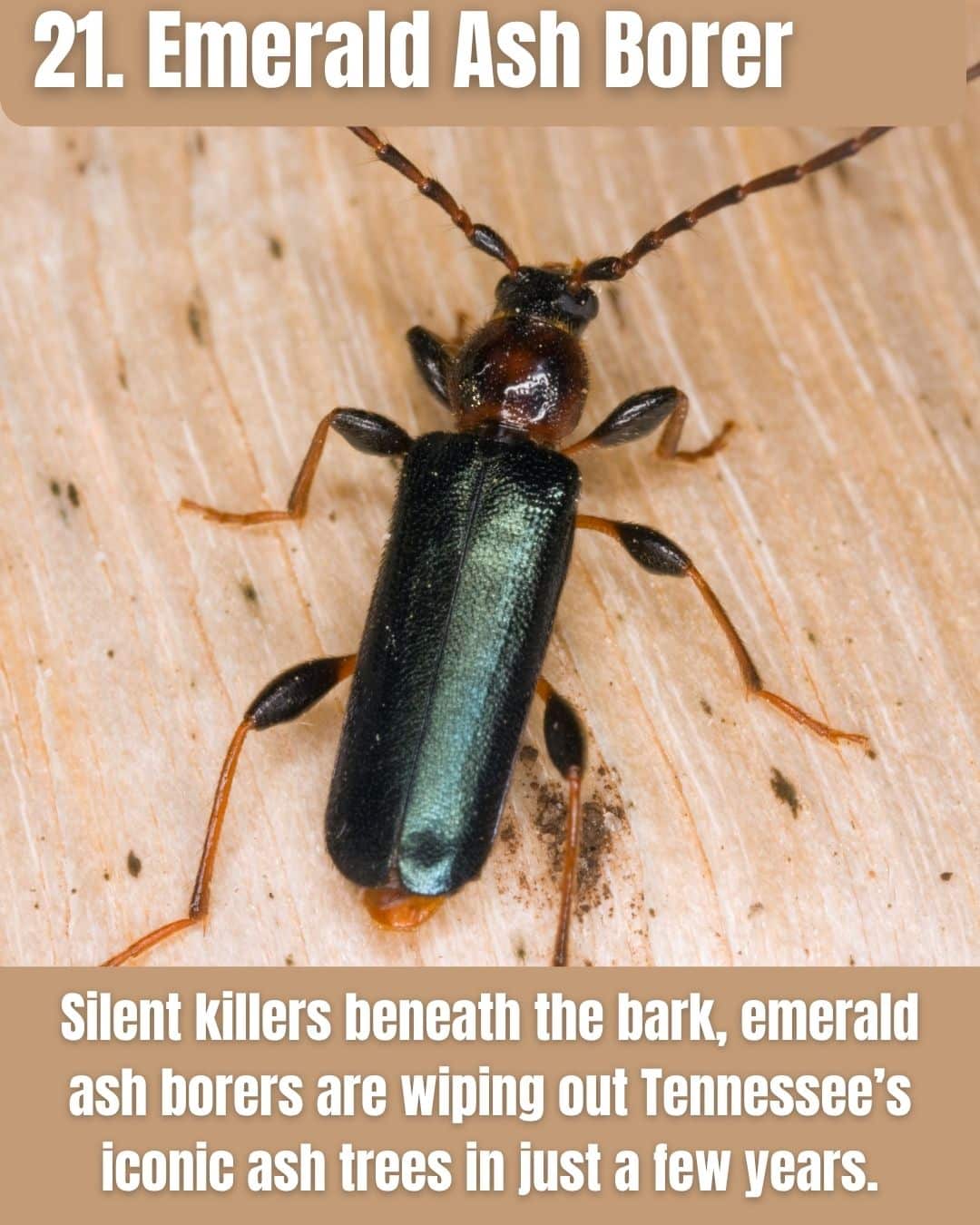 Nature's Most Wanted: Tennessee's Top 25 Most Invasive Species - GFL ...