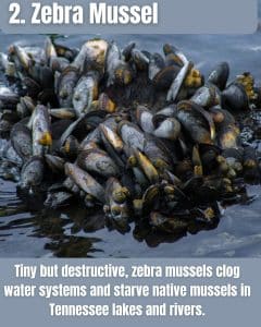 Nature's Most Wanted: Tennessee's Top 25 Most Invasive Species - GFL ...