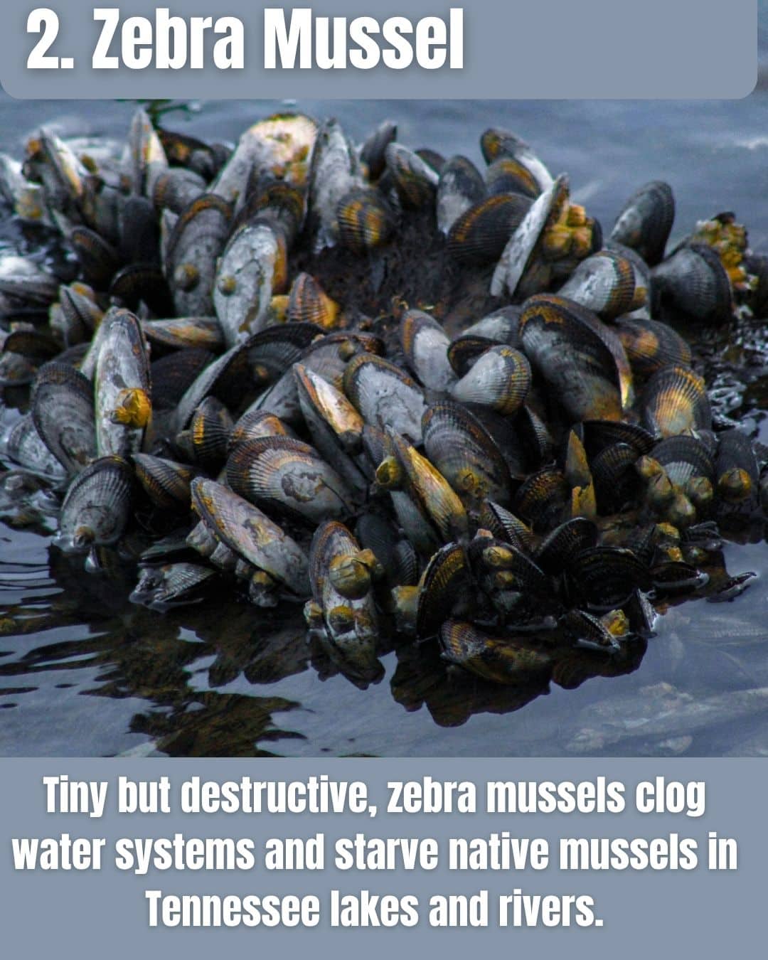 Nature's Most Wanted: Tennessee's Top 25 Most Invasive Species - GFL ...