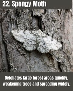 Nature's Most Wanted: Tennessee's Top 25 Most Invasive Species - GFL ...