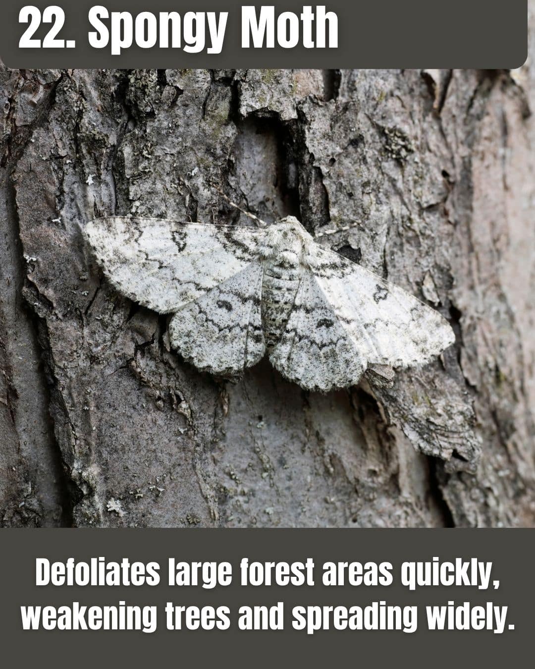 Nature's Most Wanted: Tennessee's Top 25 Most Invasive Species - GFL ...