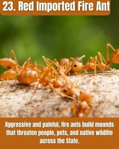 Nature's Most Wanted: Tennessee's Top 25 Most Invasive Species - GFL ...