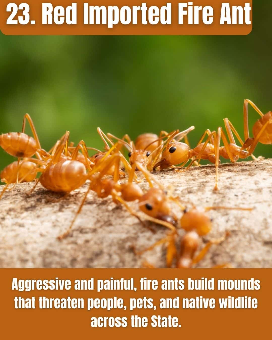 Nature's Most Wanted: Tennessee's Top 25 Most Invasive Species - GFL ...