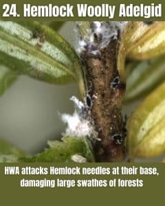 Nature's Most Wanted: Tennessee's Top 25 Most Invasive Species - GFL ...