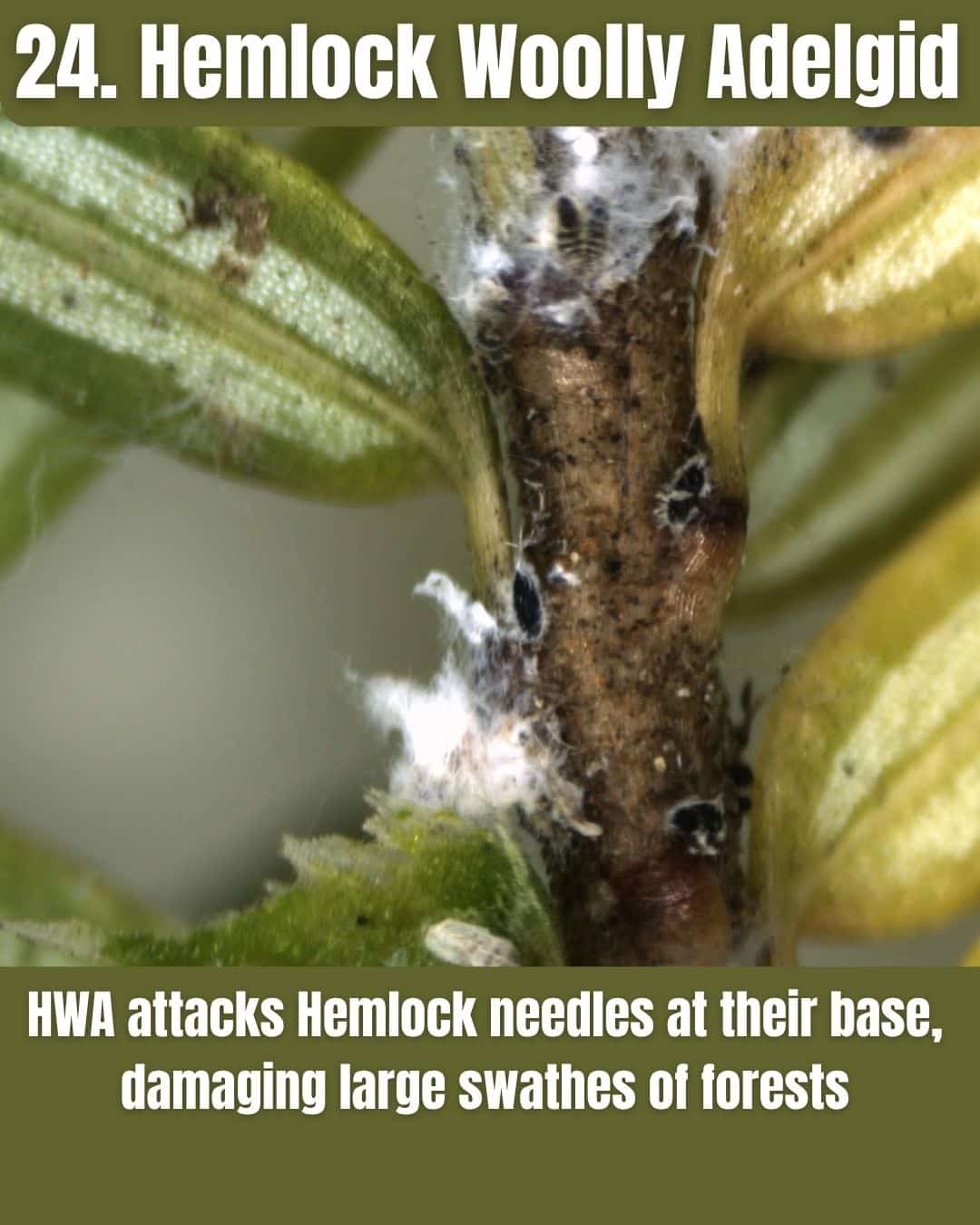 Nature's Most Wanted: Tennessee's Top 25 Most Invasive Species - GFL ...