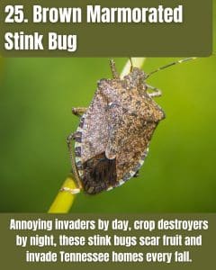 Nature’s Most Wanted: Tennessee’s Top 25 Most Invasive Species – GFL ...