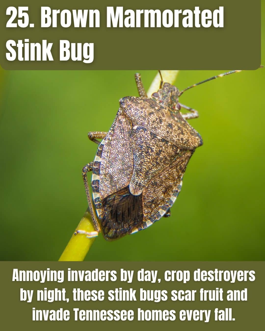 Nature's Most Wanted: Tennessee's Top 25 Most Invasive Species - GFL ...