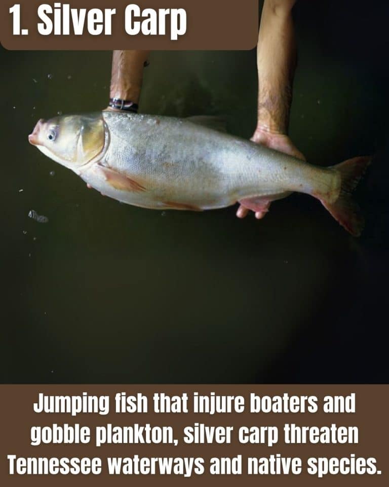 Nature's Most Wanted: Tennessee's Top 25 Most Invasive Species - GFL ...