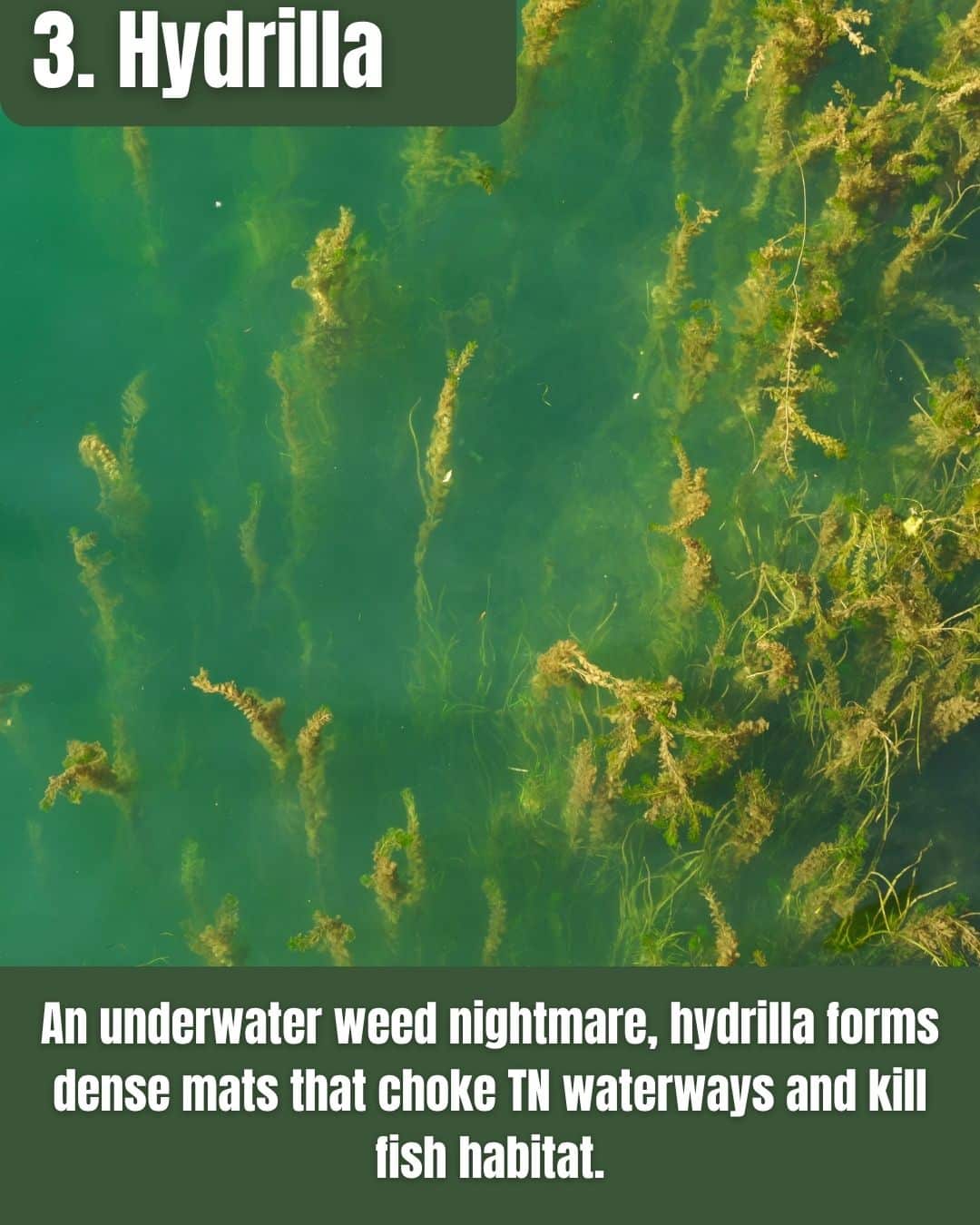 Nature's Most Wanted: Tennessee's Top 25 Most Invasive Species - GFL ...