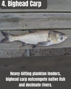 Nature's Most Wanted: Tennessee's Top 25 Most Invasive Species - GFL ...