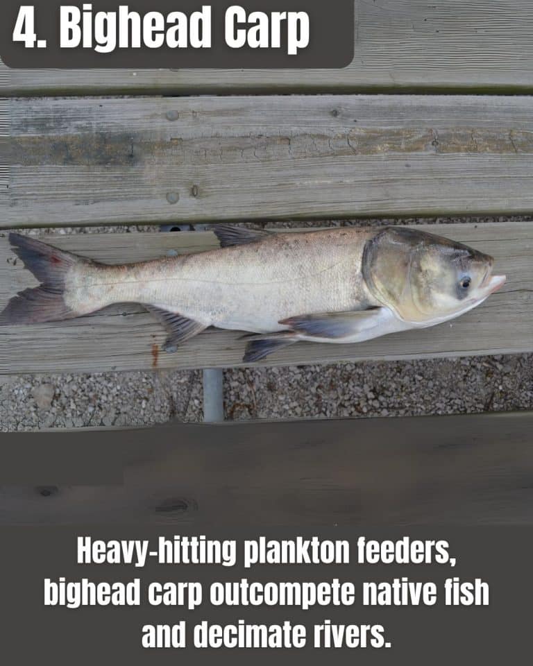 Nature's Most Wanted: Tennessee's Top 25 Most Invasive Species - GFL ...